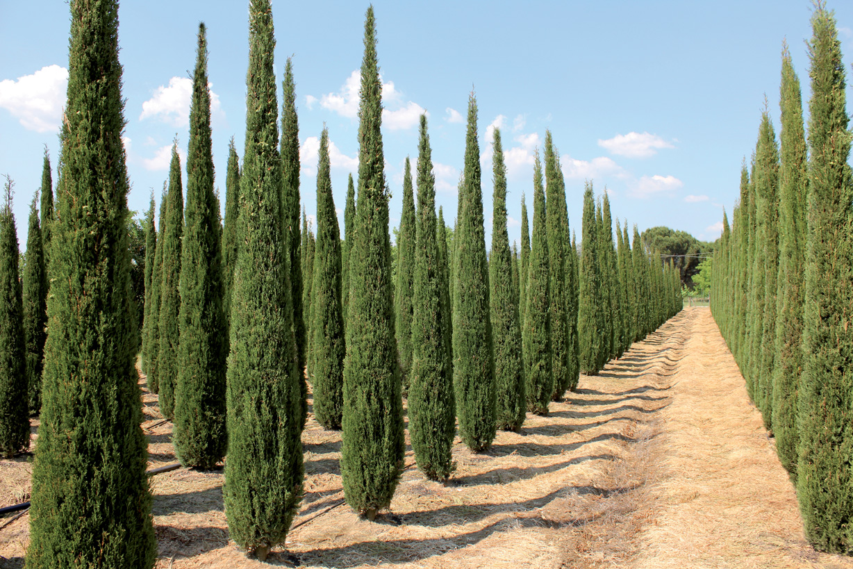 Italian cypress, Italian cypress trees, Cyprus trees