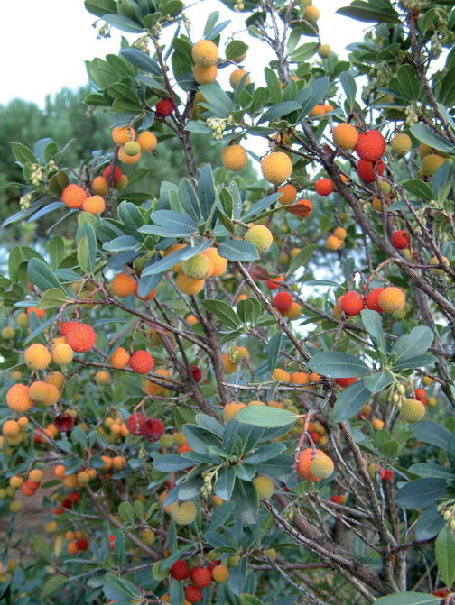 Macchia mediterranea Vera passione - Discoverpistoia
