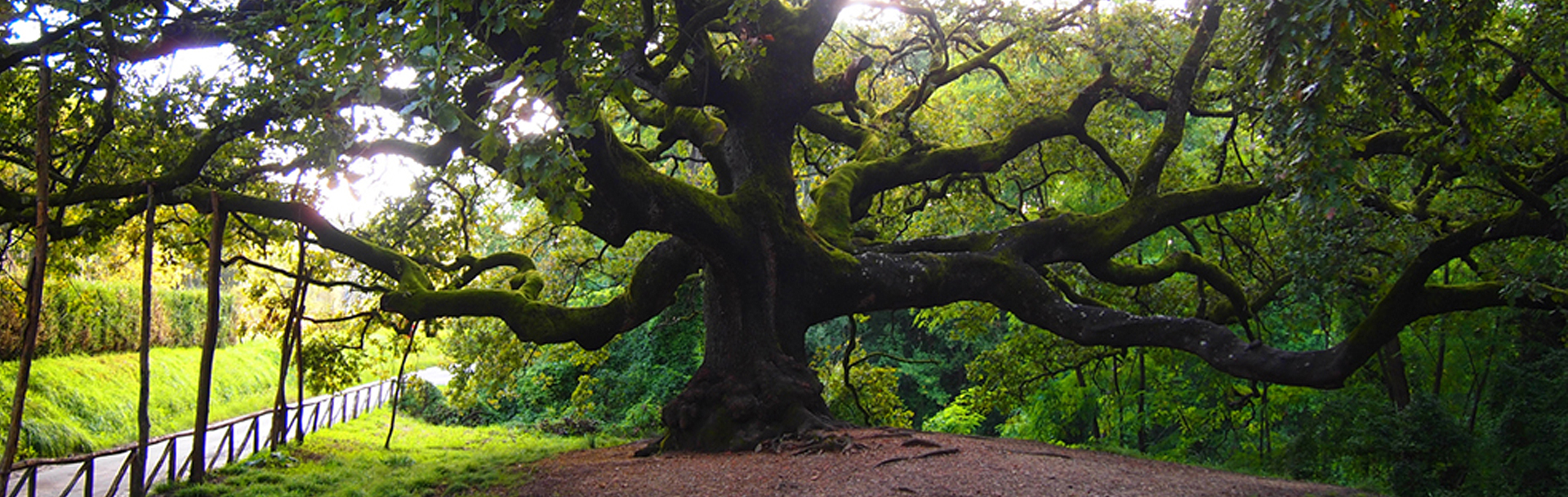 All'ombra della quercia grande - Discoverpistoia